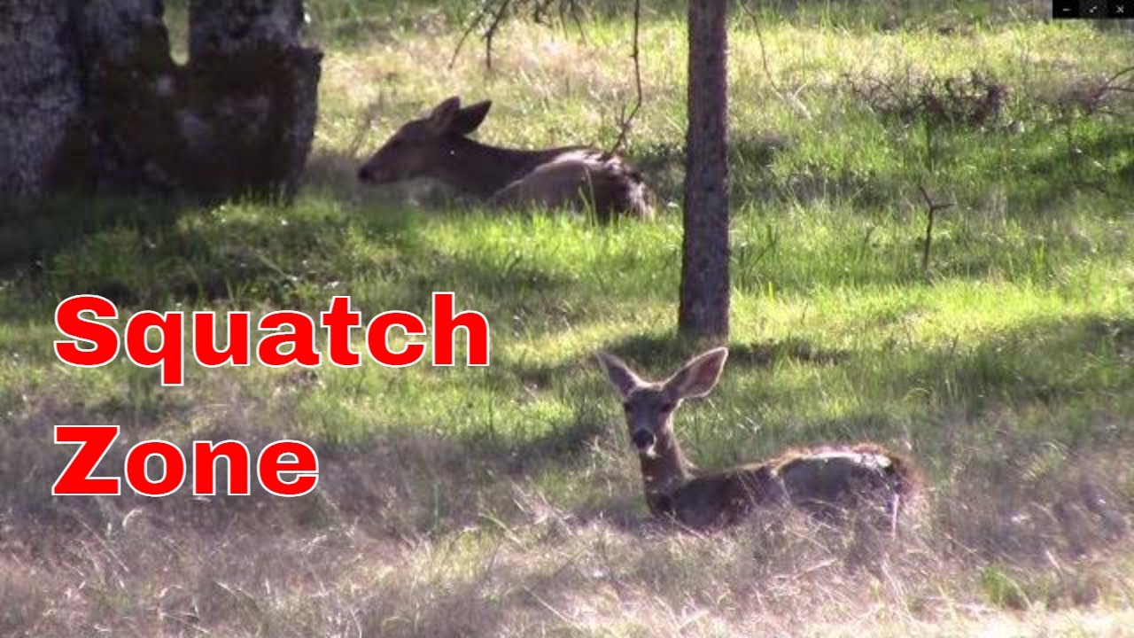 Upper Kings River Tree Breaks and Wildflowers! - YouTube