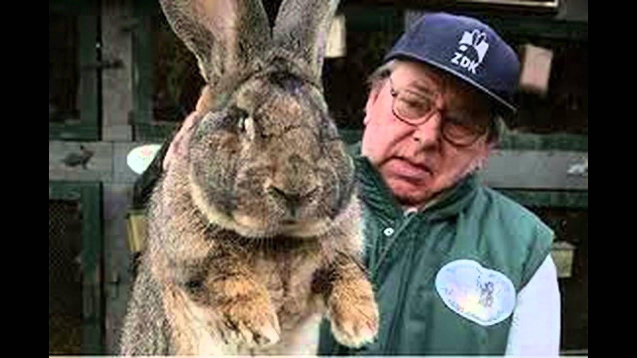 fotos de animales gigantes - YouTube