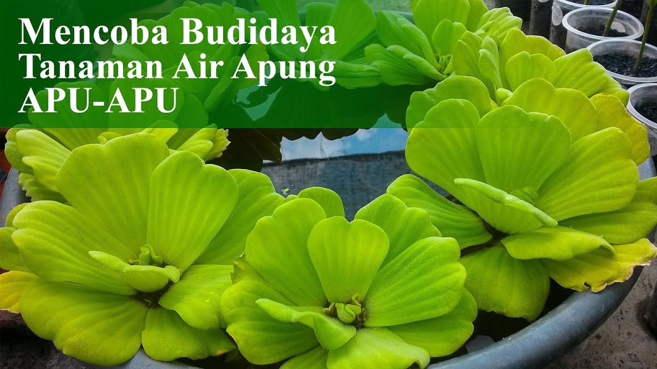 Mencoba Budidaya Tanaman Air Apung Apu-Apu / Kapu-Kapu / Pistia ...