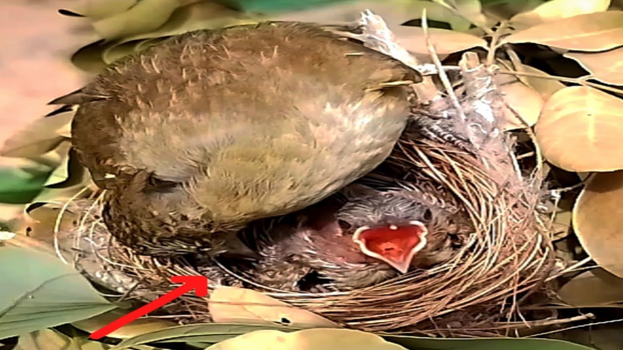 Streak eared bulbul Birds bite baby feathers#birds - YouTube