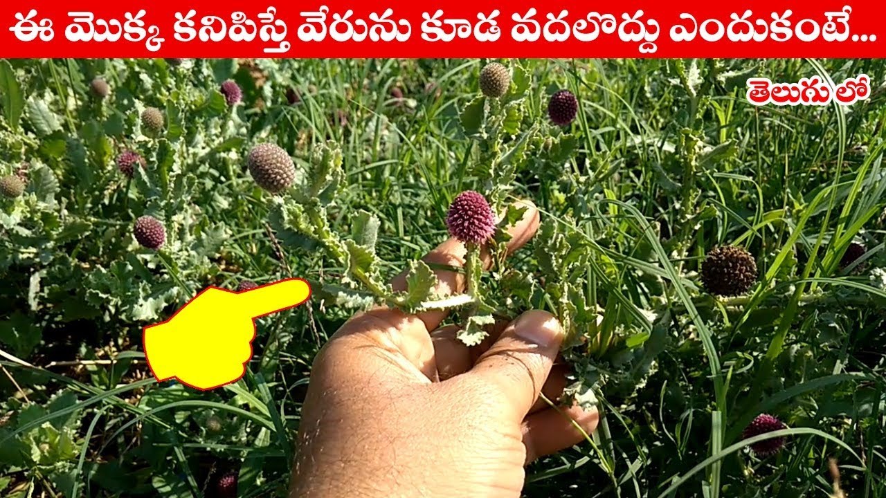 ఈ మొక్క కనిపిస్తే వేరును కూడా వదలొద్దు ఎందుకంటె.! || #Bodatharam ( # ...