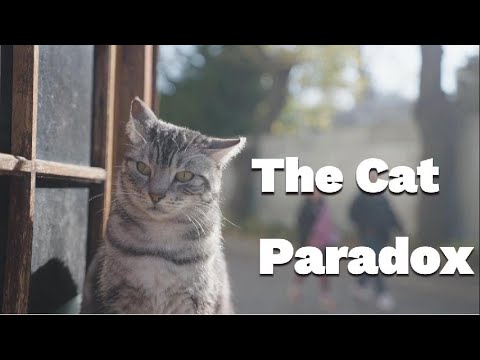 The Cat Paradox And Females Attention - YouTube