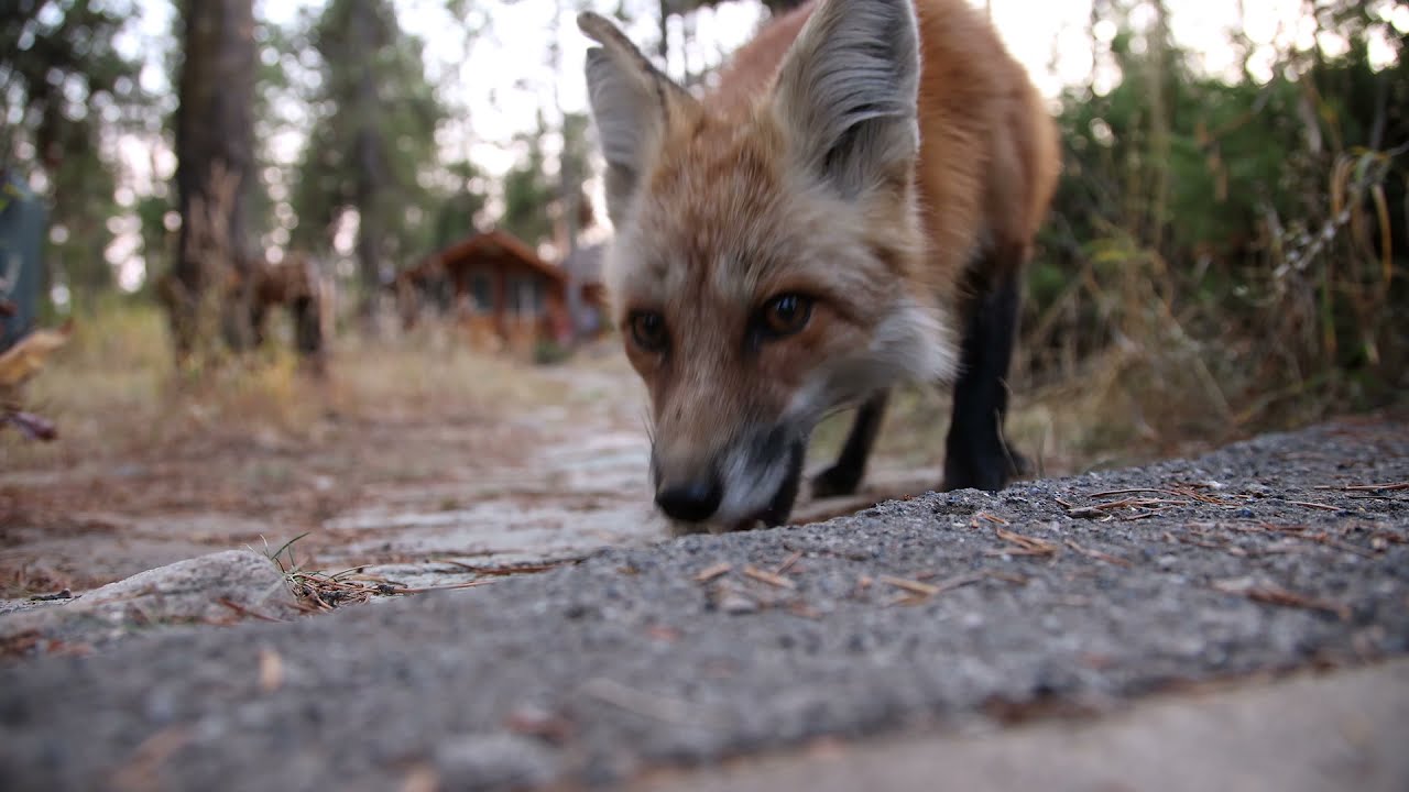 La Volpe: caratteristiche, dove vive, cosa mangia e come si riproduce ...