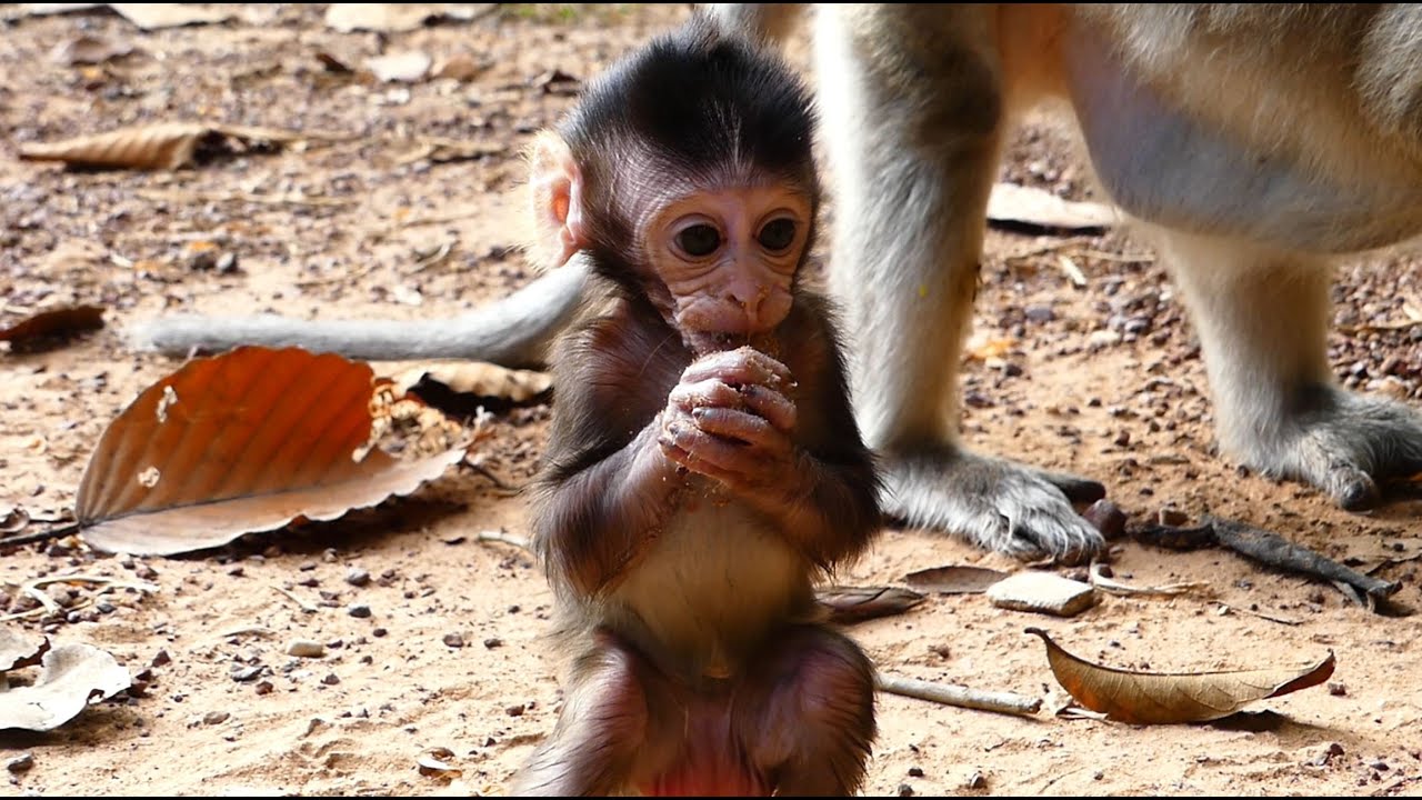 BB Monkey Venus Forage Food Behind Mom, Unbelievable She Most ...