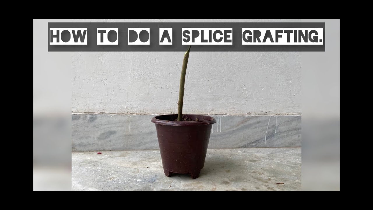 How to do a Splice grafting? - YouTube