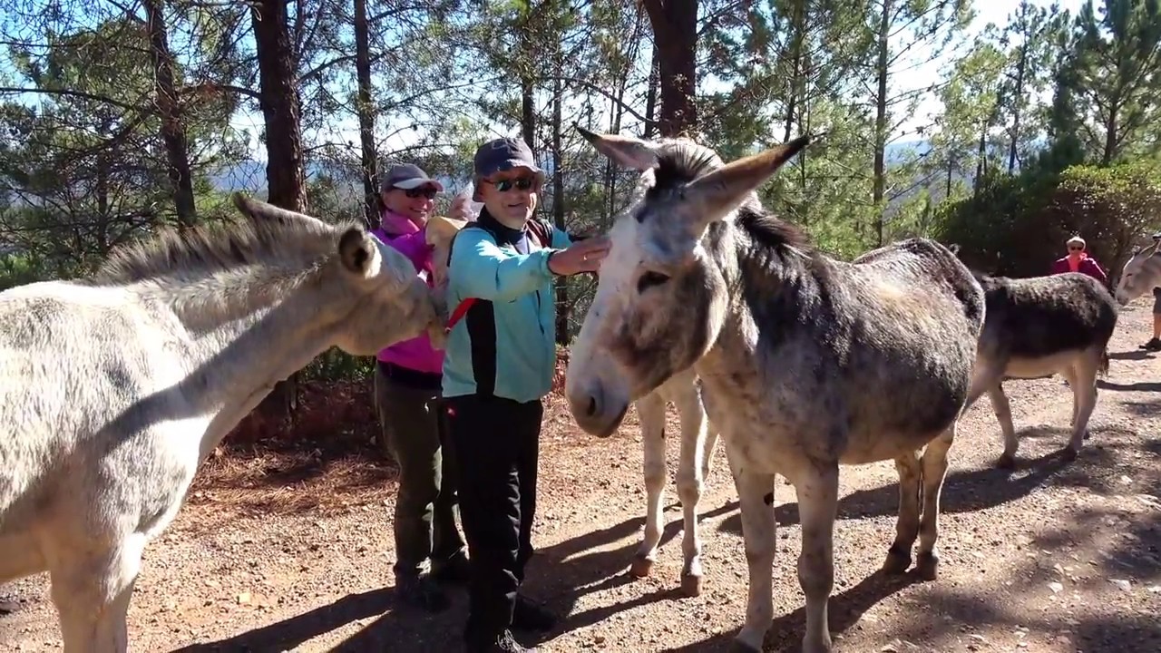 Hapiness with Unique Donkey Walks Algarve - YouTube