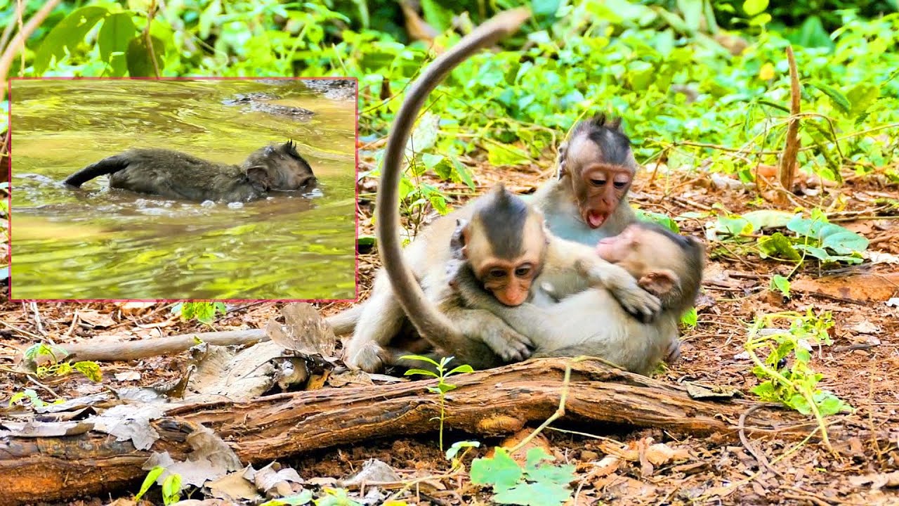Adorable little baby monkeys playing together look really funny - YouTube