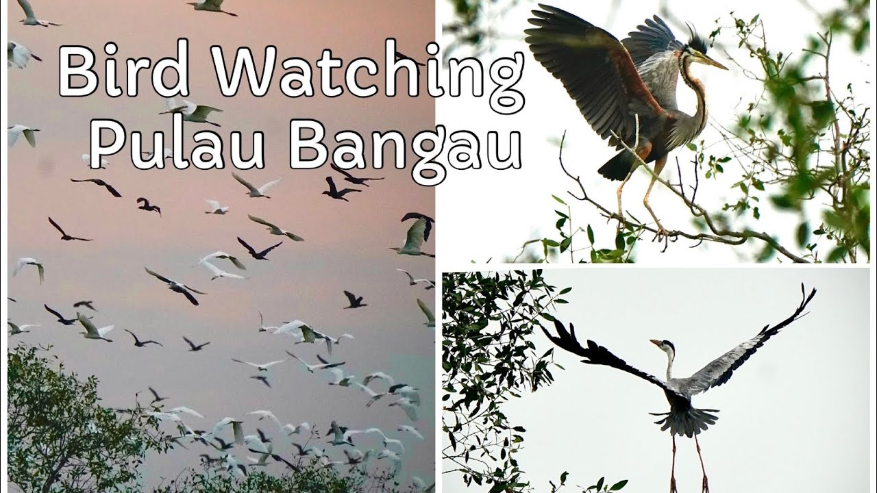 The Most Amazing BIRD WATCHING Experience at Pulau Bangau Perak ...