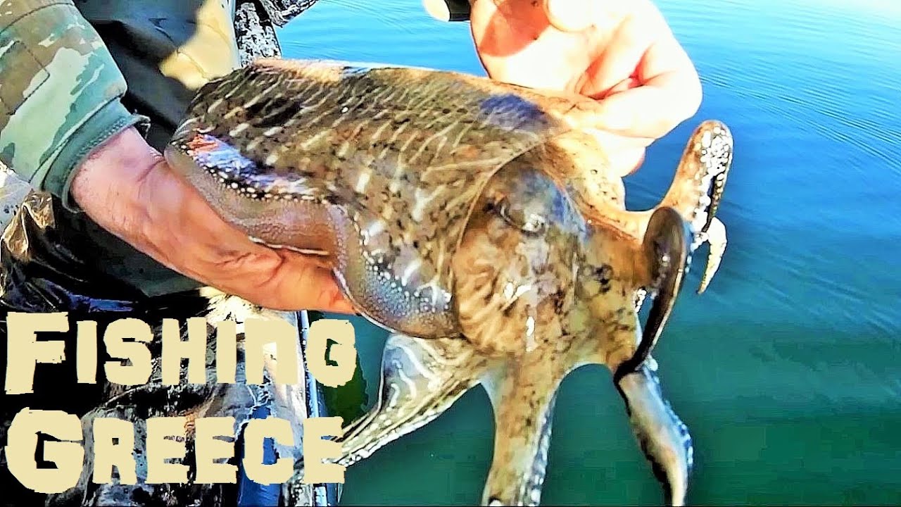 Cuttlefish Fishing in The Gulf of Kalloni | Lesvos island | Greece ...