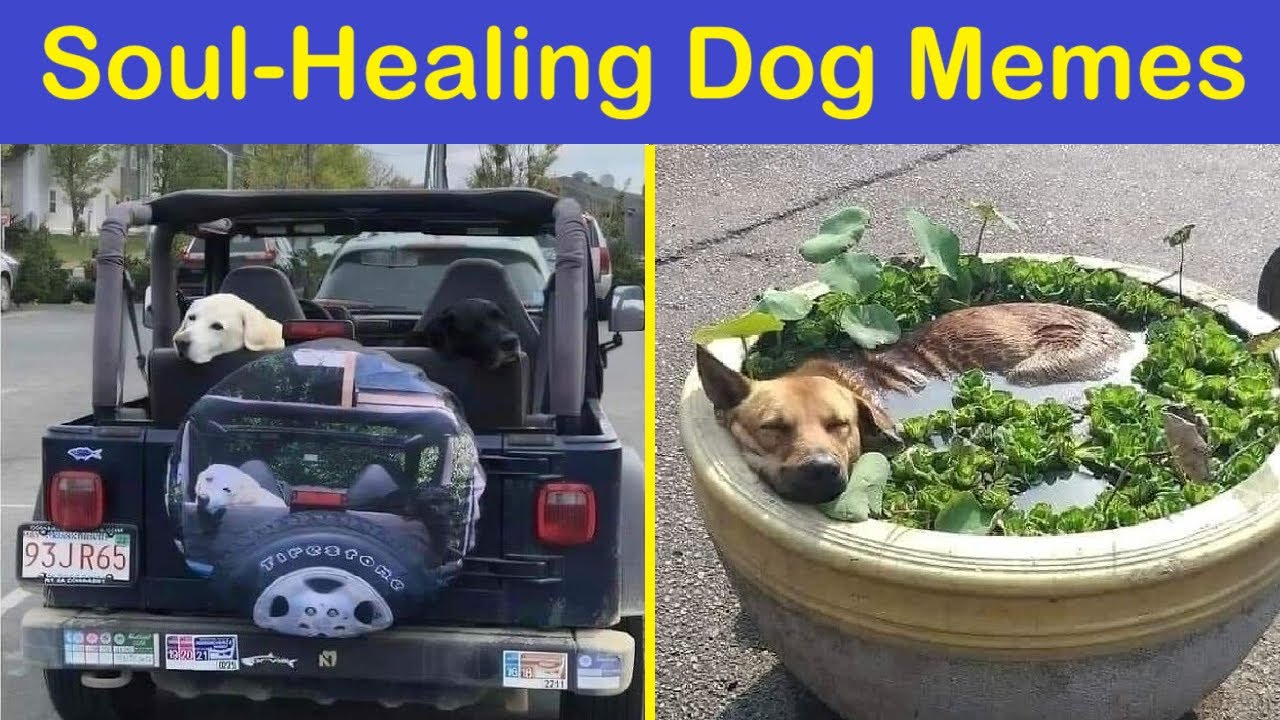 Soul-Healing Dog Memes That Are Cute And Funny At The Same Time (NEW ...