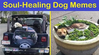 Dog Olay Memes