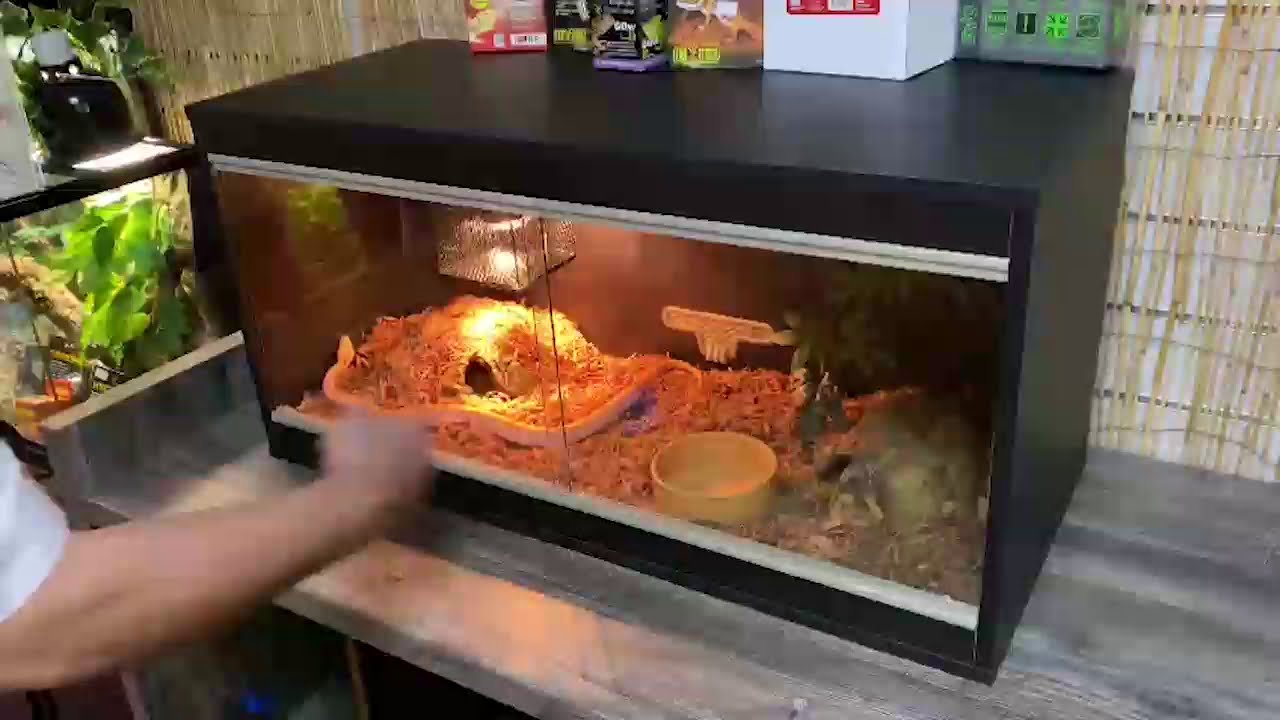 OUR hatchling to juvenile burmese python kit plus Thermostat - YouTube
