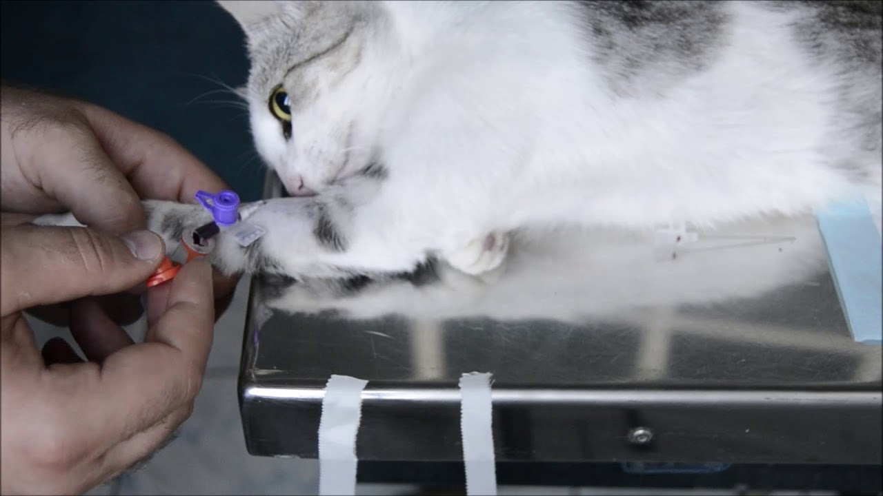 Taking a blood sample from a sedated cat - YouTube