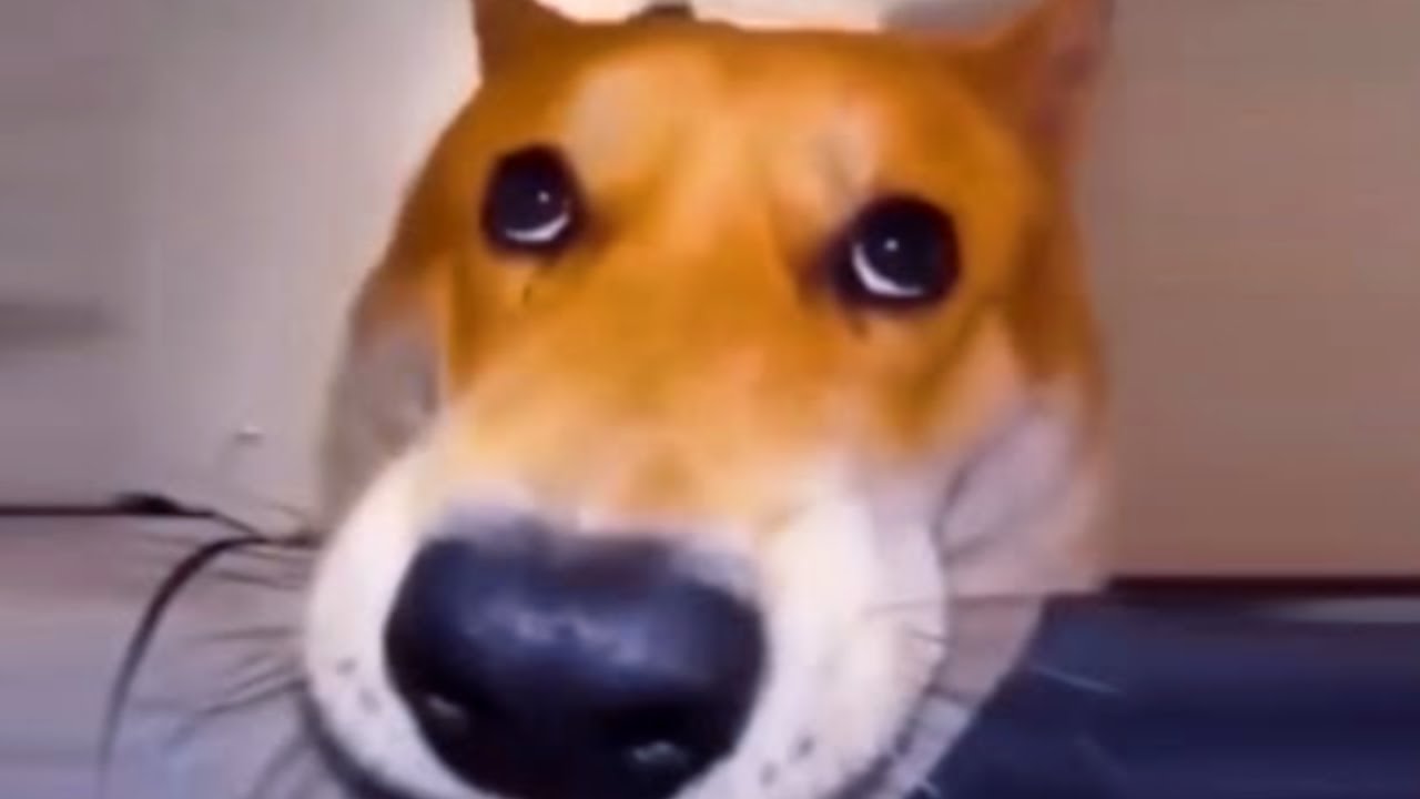 lav's RARE MEMES - YouTube