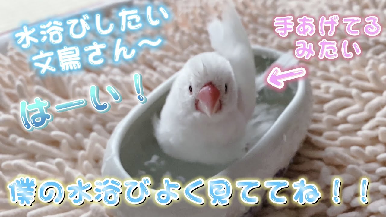 【白文鳥】マロン水浴びしたいの？ スローモーション【Java sparrow】Bathing slow motion - YouTube