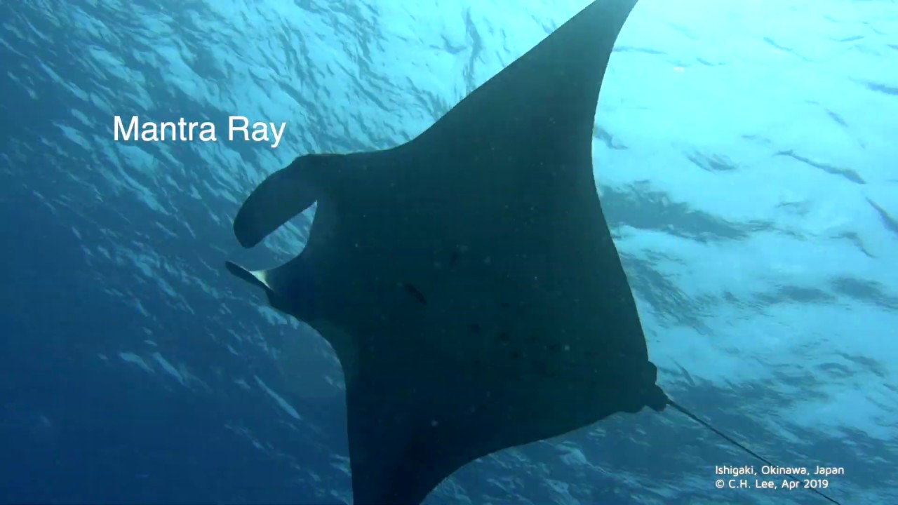 The Giant Manta ray of Ishigaki Island, Okinawa, Japan - YouTube