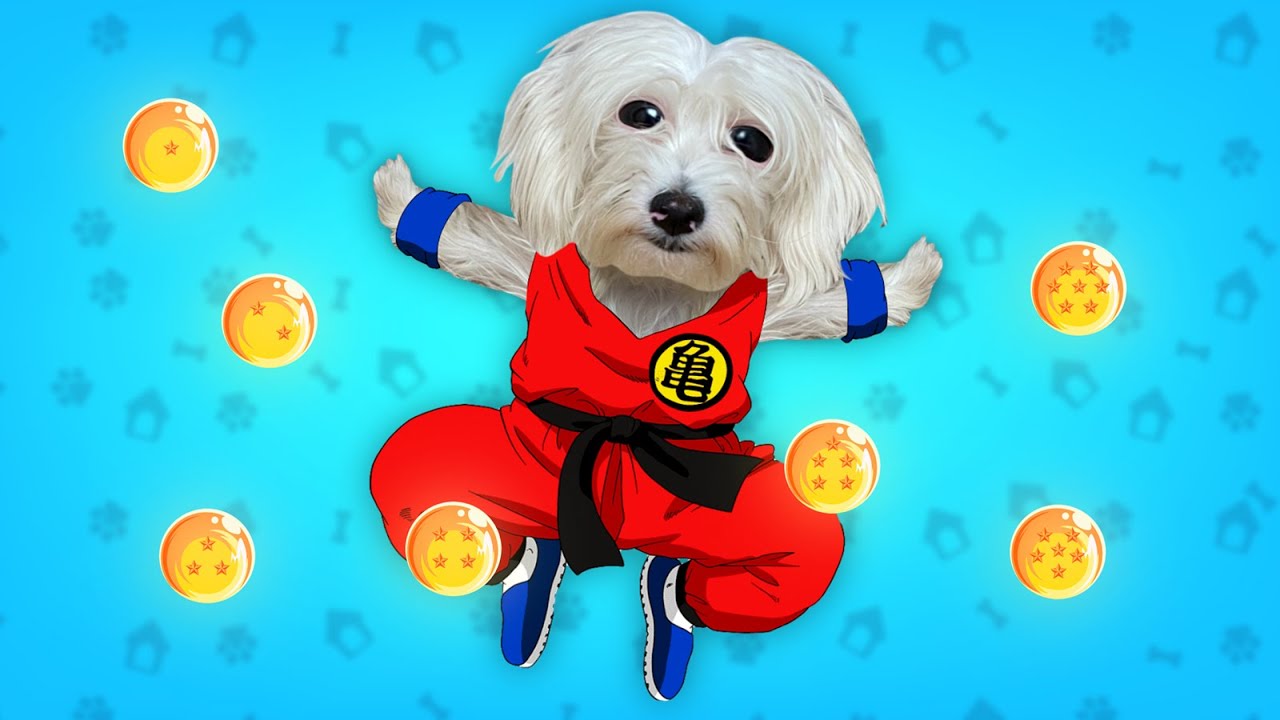 MI PERRO ES SON GOKU DE DRAGON BALL EN LA VIDA REAL !! - YouTube