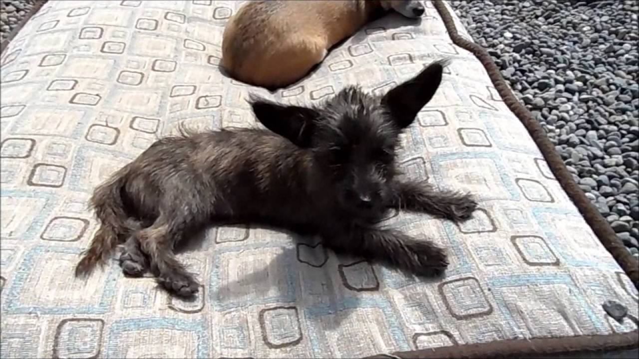 Suzy & Pepper II - YouTube