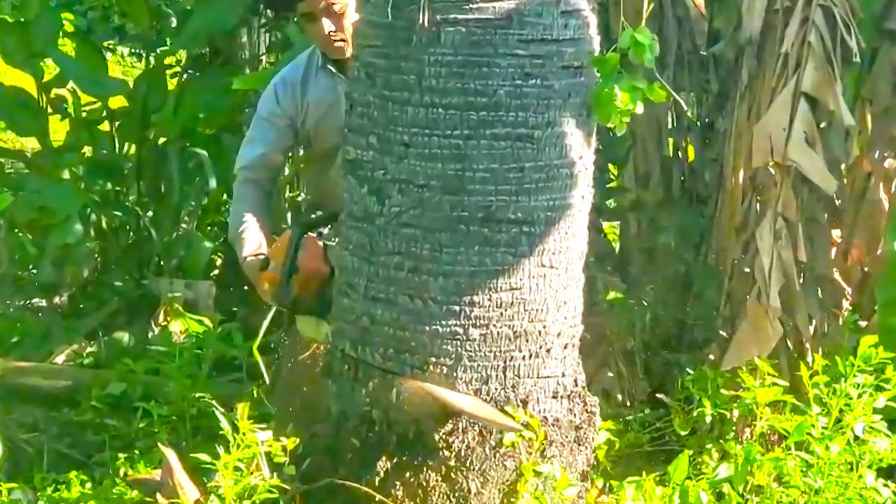 Amazing Fastest Skill Cutting Big Palm Tree Chainsaw Machines ! Felling ...