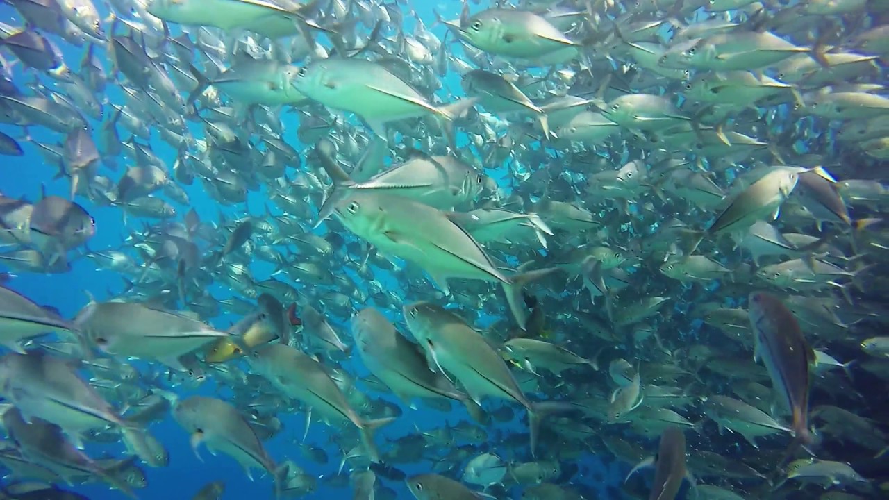 Rach and Jims Mataking Dive Video - YouTube