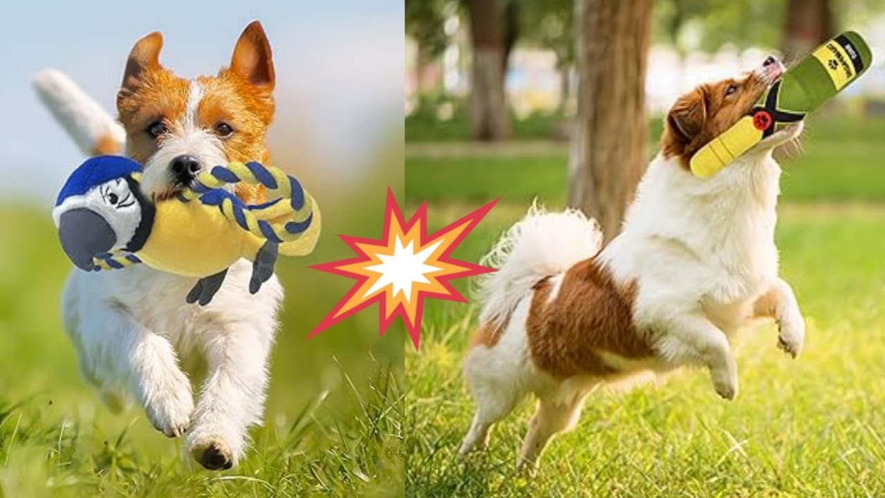 “Dogs Acting Like Humans 😂🐾 | Funniest Dog Moments 2025 Compilation ...