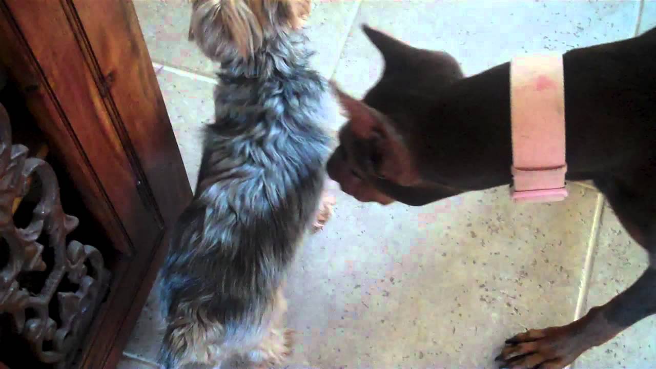 Doberman playing with attack Yorkie - YouTube