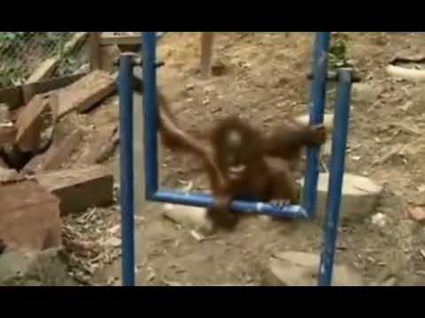 Kafasını çarpan maymun (sarılmak gerek)