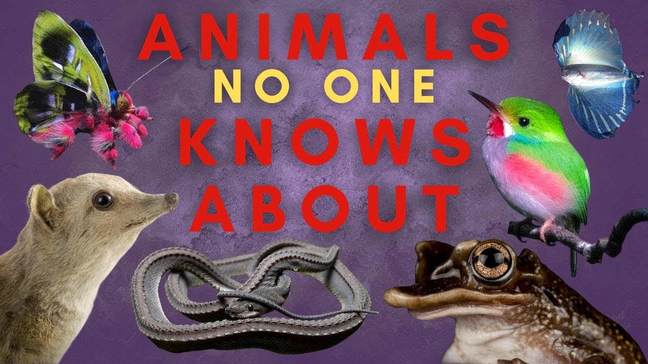 25 Animals You Haven't Heard Of...Maybe - Part Four - YouTube
