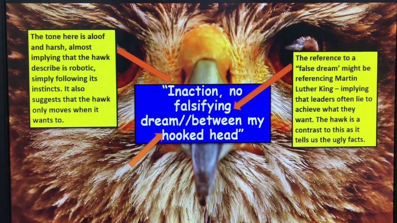 'Hawk Roosting' By Ted Hughes Poetry Analysis - YouTube