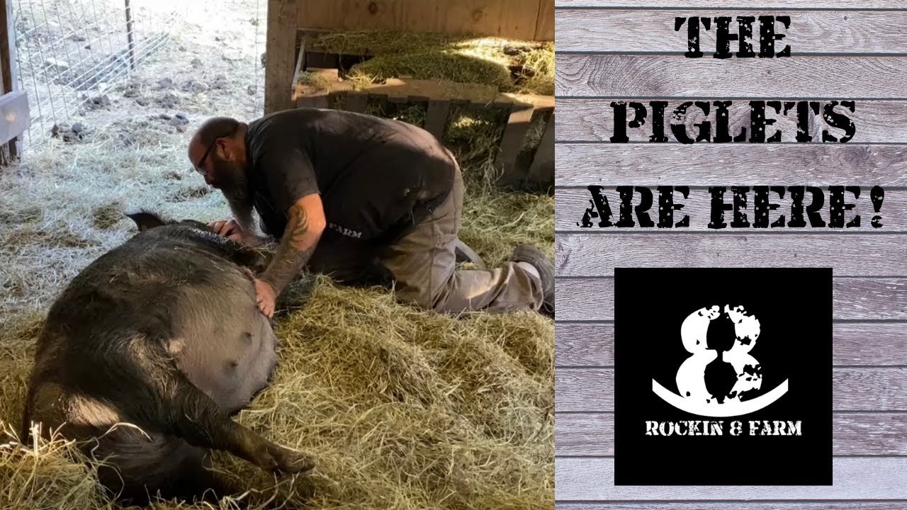 Farrowing On The Farm | Our First Idaho Pasture Piglets - YouTube