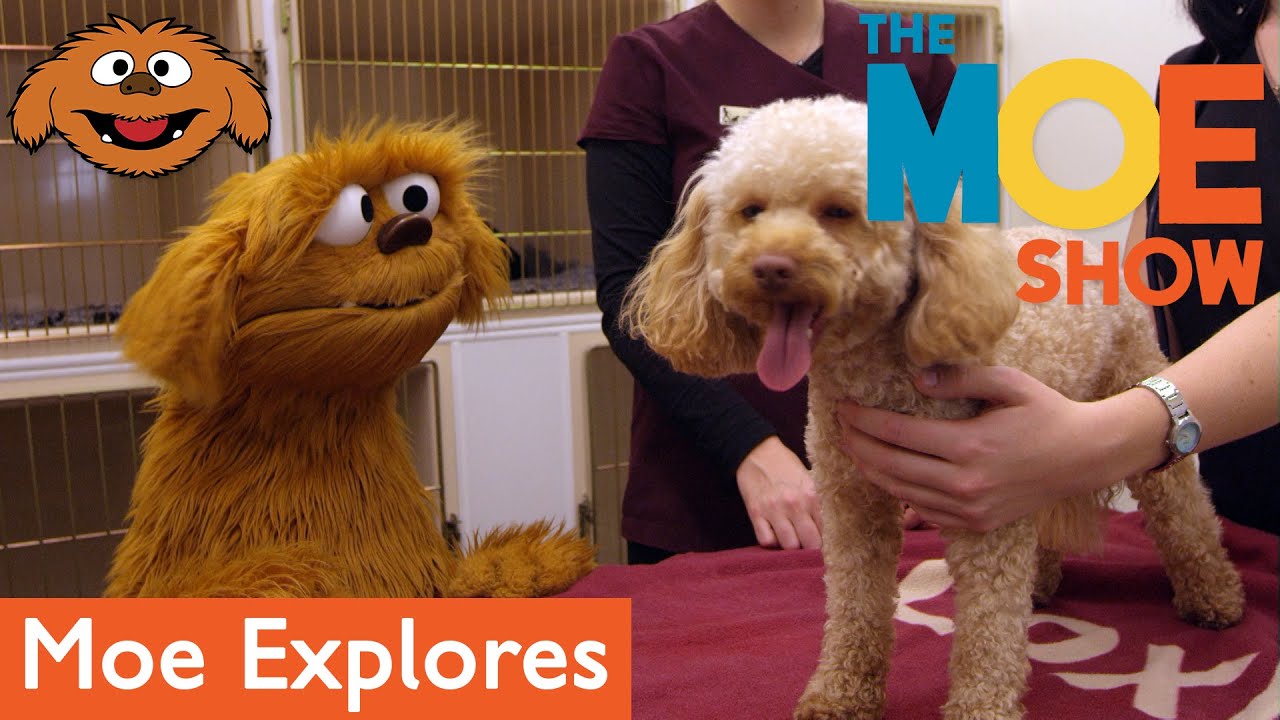 The Moe Show: Moe Explores - Veterinarian - YouTube