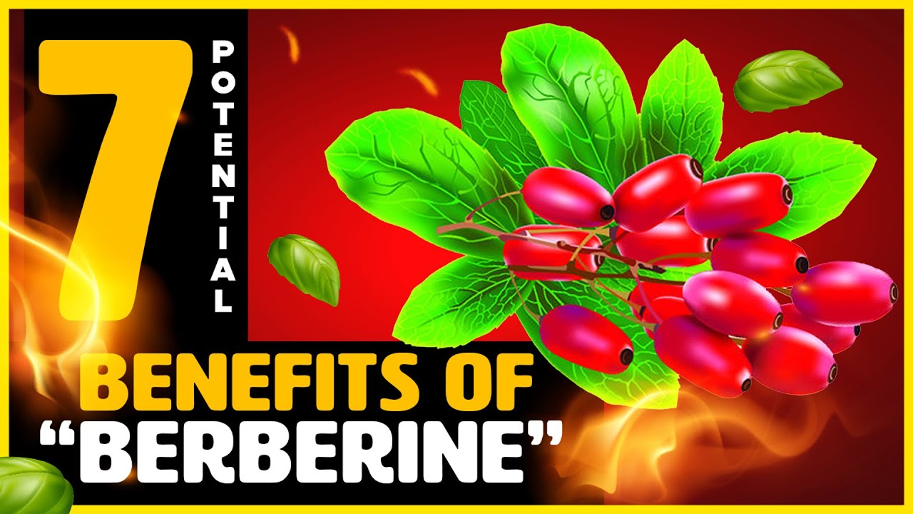 I Was Amazed by BERBERINE | 7 Wonderful Benefits of Berberine You ...