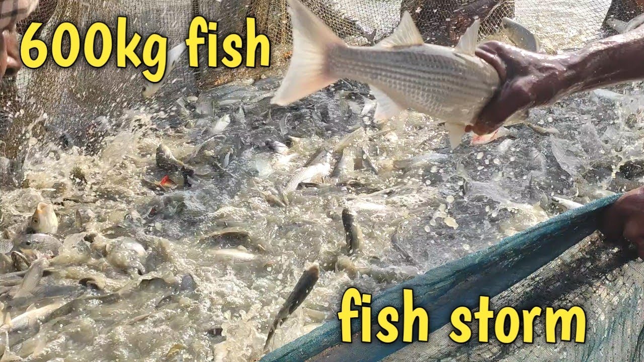 Catching 600kg fish by net | Fish strom | Traditional fish hunting by ...