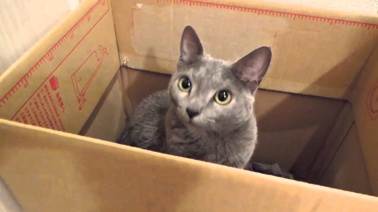 MY BOX CAT - YouTube