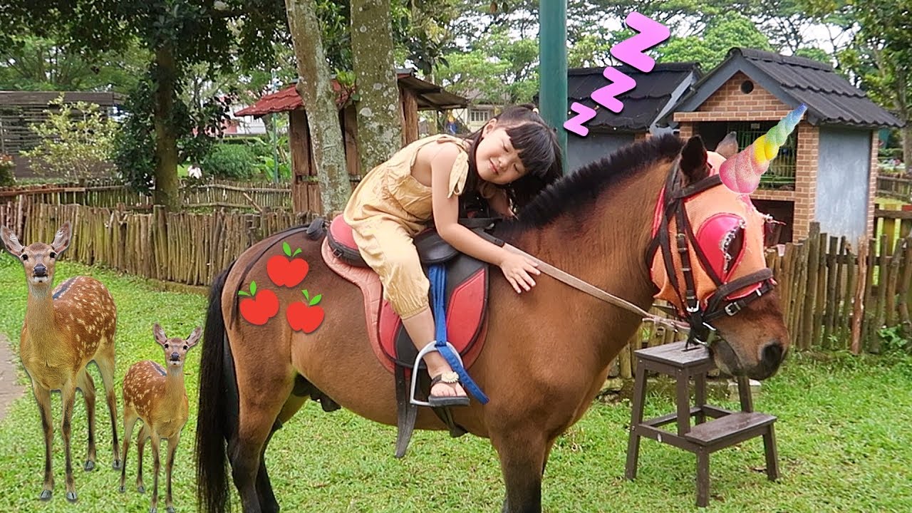 Ketiduran Pas Naik Kuda Pony? Kasih Makan Kuda dan Rusa - Mengenal ...