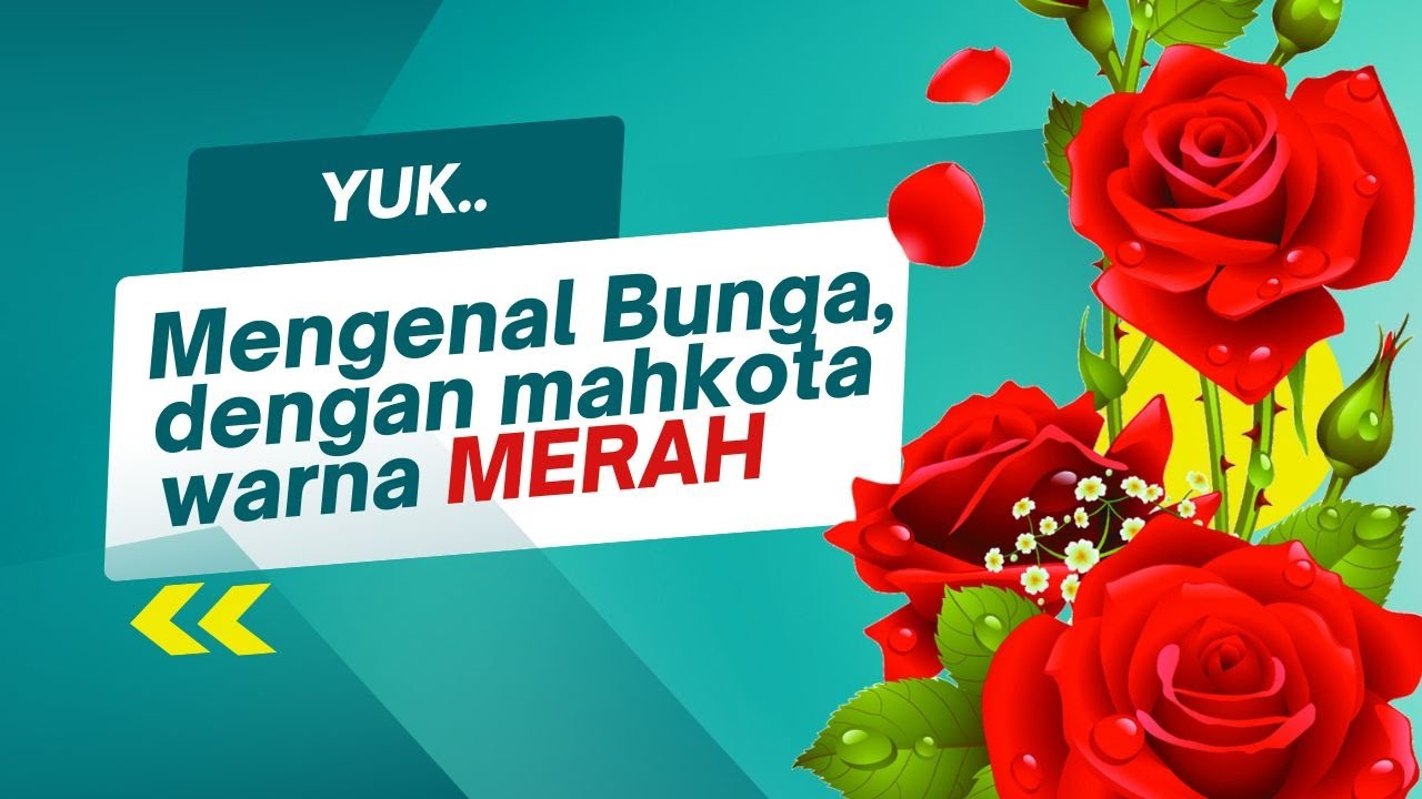 Ayo Mengenal 10 Jenis Bunga Warna Merah - YouTube