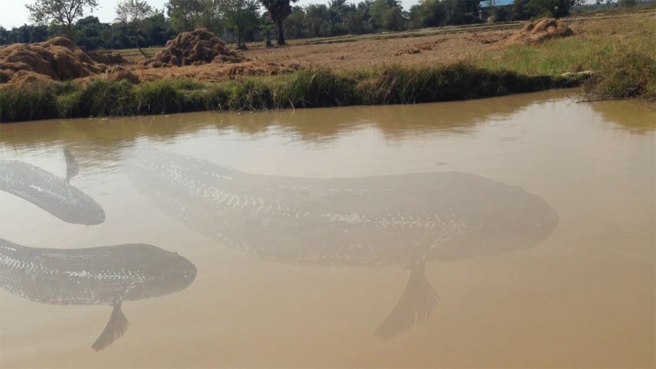 123NetFishing - Weird Net Fishing Trap At Battambang - Children Catch ...
