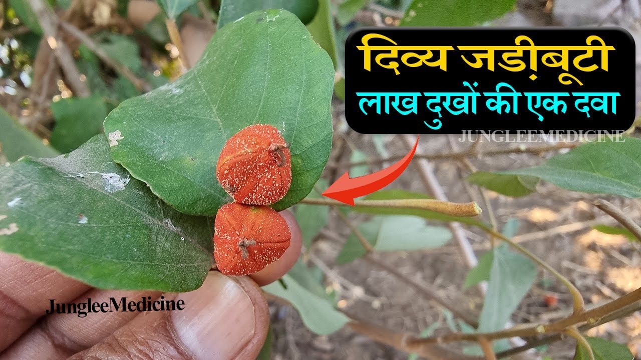 कम्पिल्लक (कबीला) जड़ी बूटी के चमत्कारी फायदे नुकसान व पहचान//kapila ...