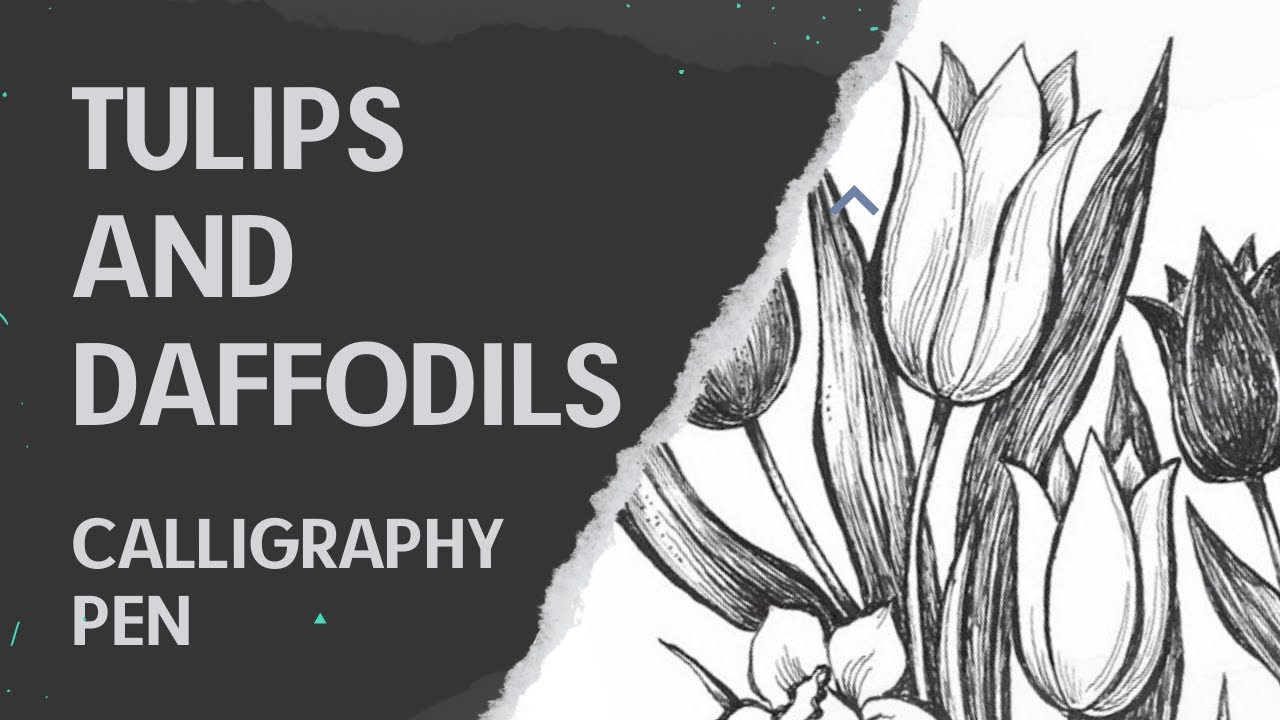 Bouquet of Tulips and Daffodils - Calligraphy Pen and Ink drawing - YouTube