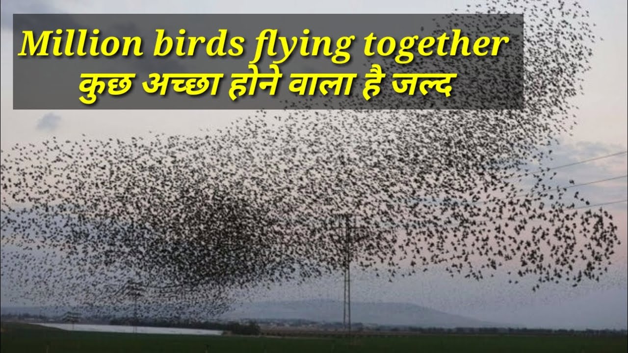 Millions of birds flying together. Flying beast. starlings flock in ...