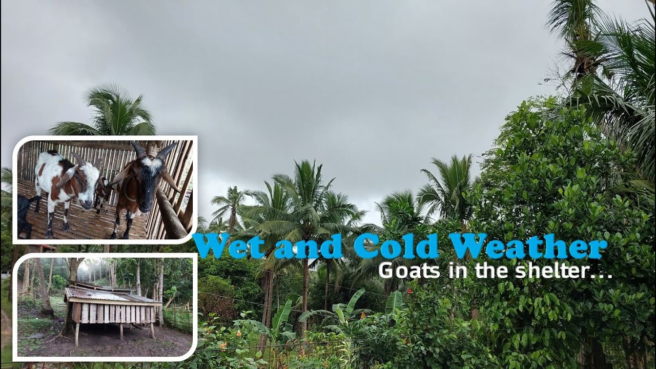 Wet and Cold Weather in the Province | Goats in the Shelter | V084 ...