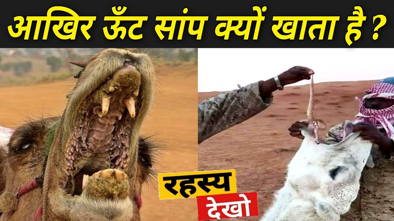 ऊँट सांप क्यों खाता है | Why Camel Eat Snake In Hindi | Facts About ...
