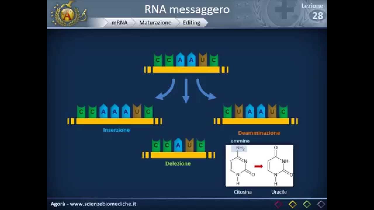 Citologia 28 - RNA messaggero - YouTube