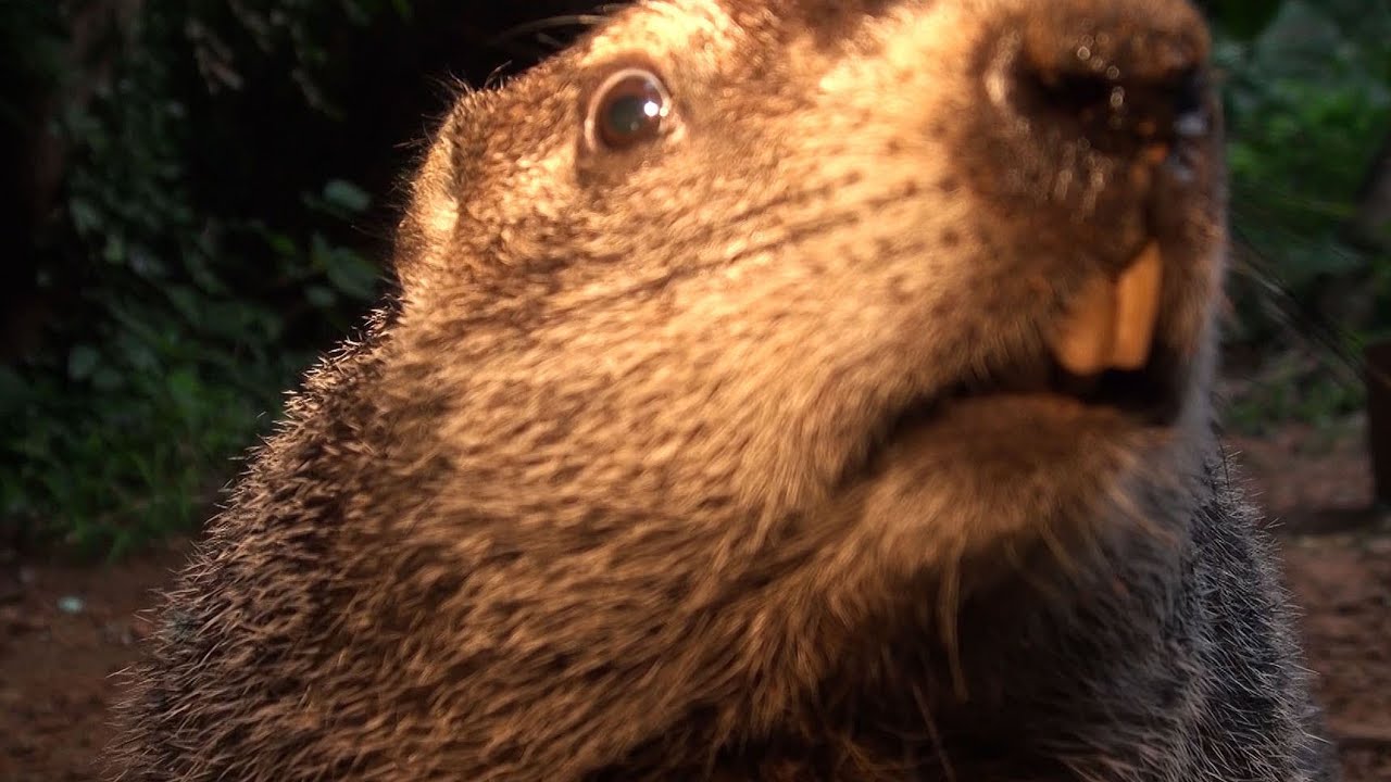 Groundhog's Guide to Opening a Feeder #2 - YouTube