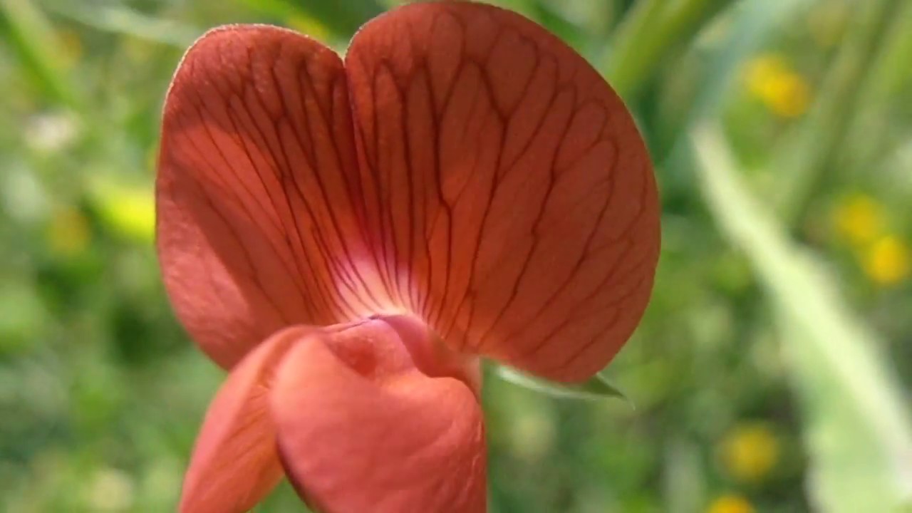 Almorta de monte: Lathyrus cicera (www.riomoros.com) - YouTube