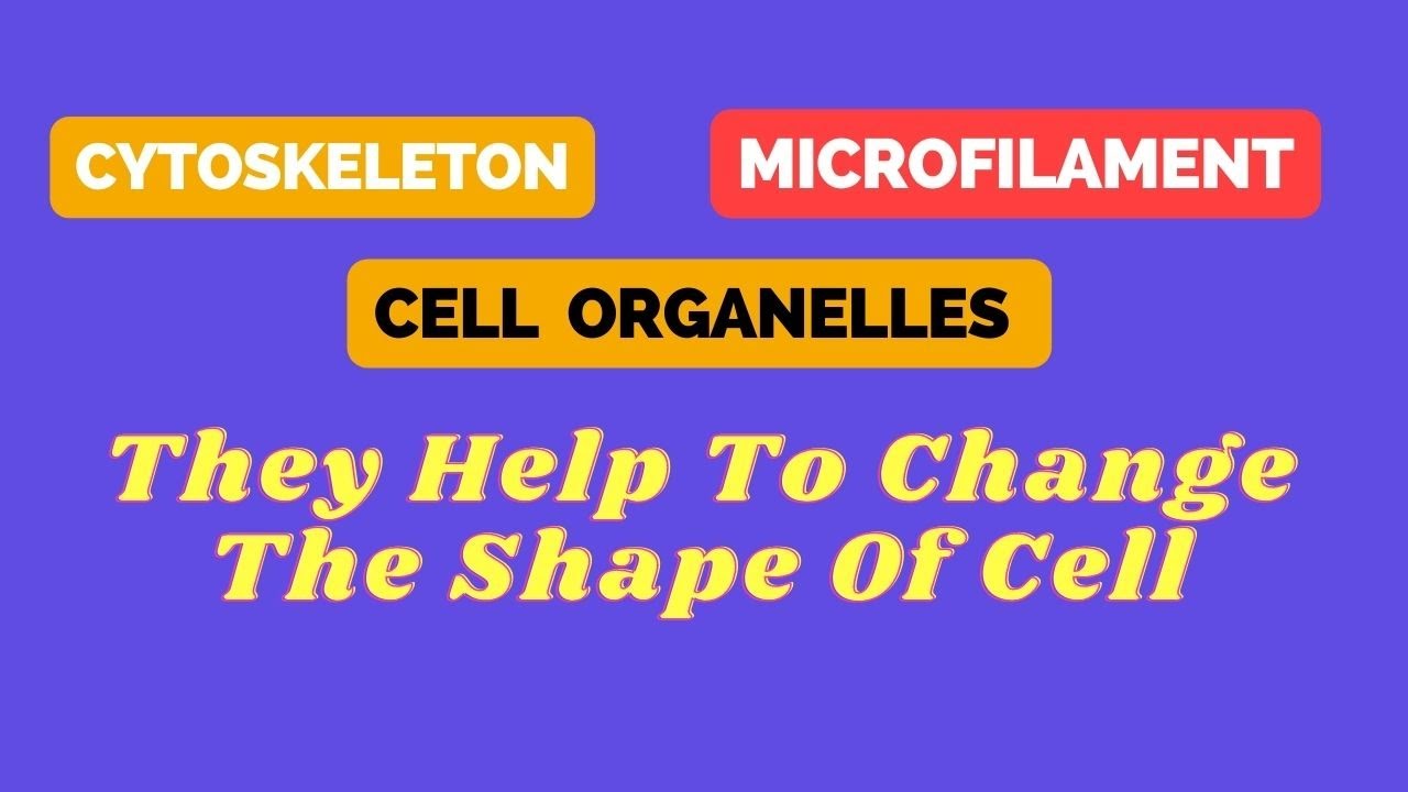 Cytoskeleton || Microfilament || Cell Organelles || They Help To Change ...