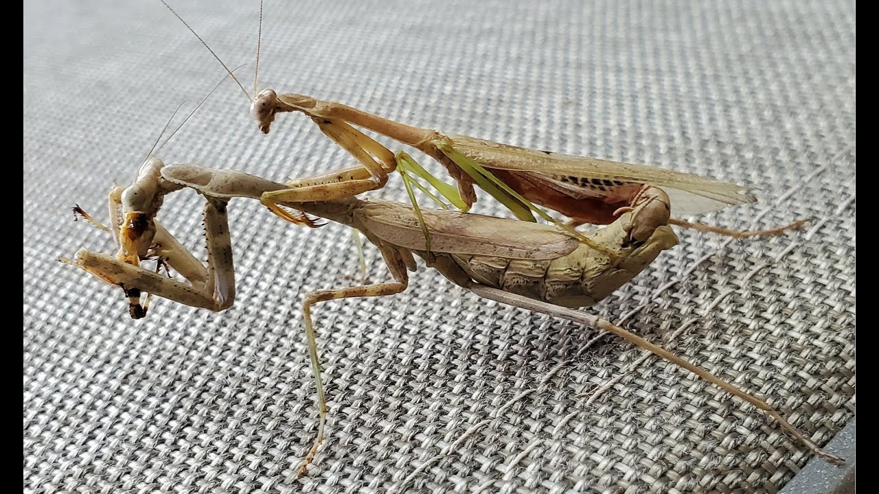 Carolina Mantis Life Cycle - YouTube