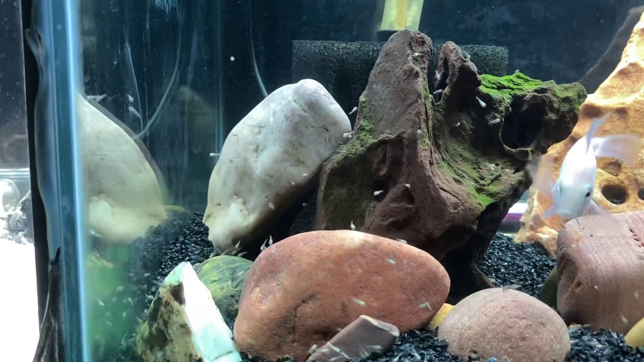 Baby cichlids - YouTube