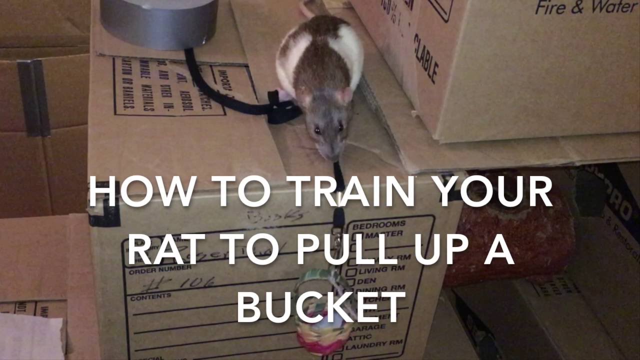 How to Train a Rat to Pull Up a Bucket - YouTube