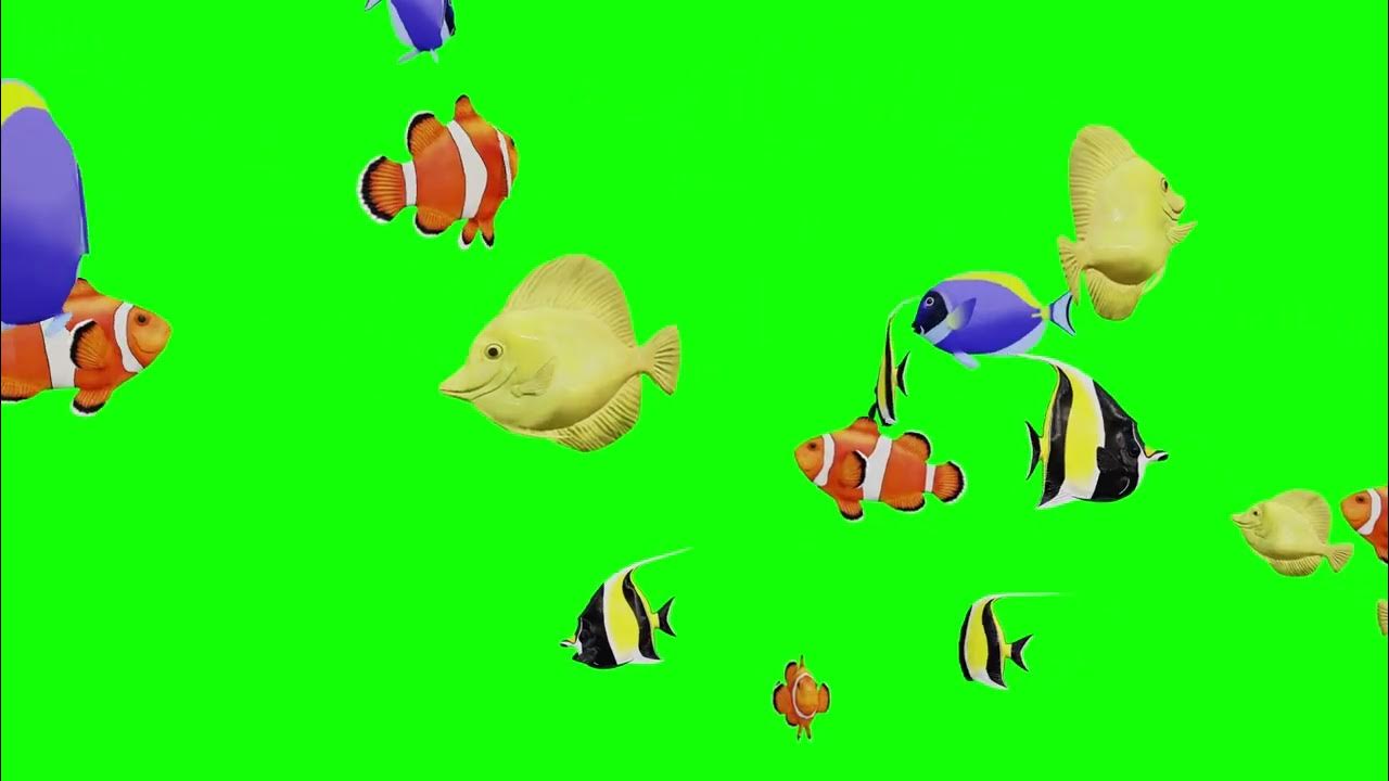 Swimming Fish Green Screen Loop - YouTube